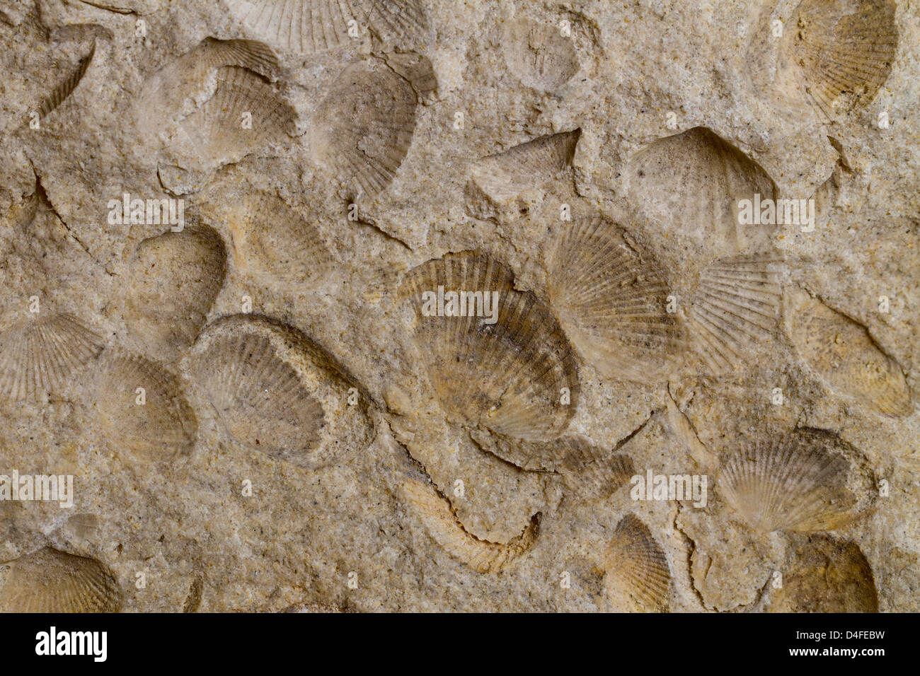 shell fossils, Greece Stock Photo - Alamy