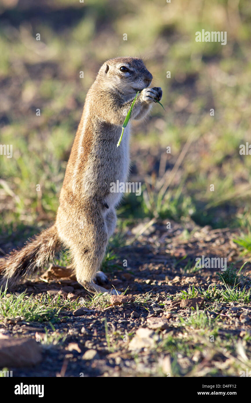 Africa botswana african ground squirrel hi-res stock photography and ...