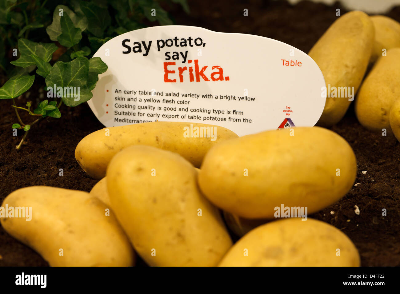 Berlin, Germany, Erika potatoes at Fruit Logistica 2011 Stock Photo - Alamy