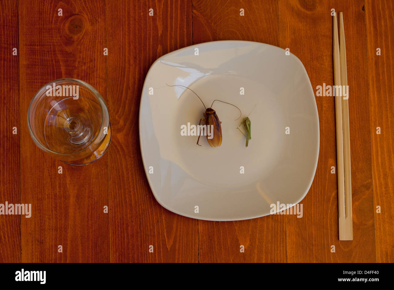 cockroach and grasshopper on plate, sticks tablecloths and wine glass ...