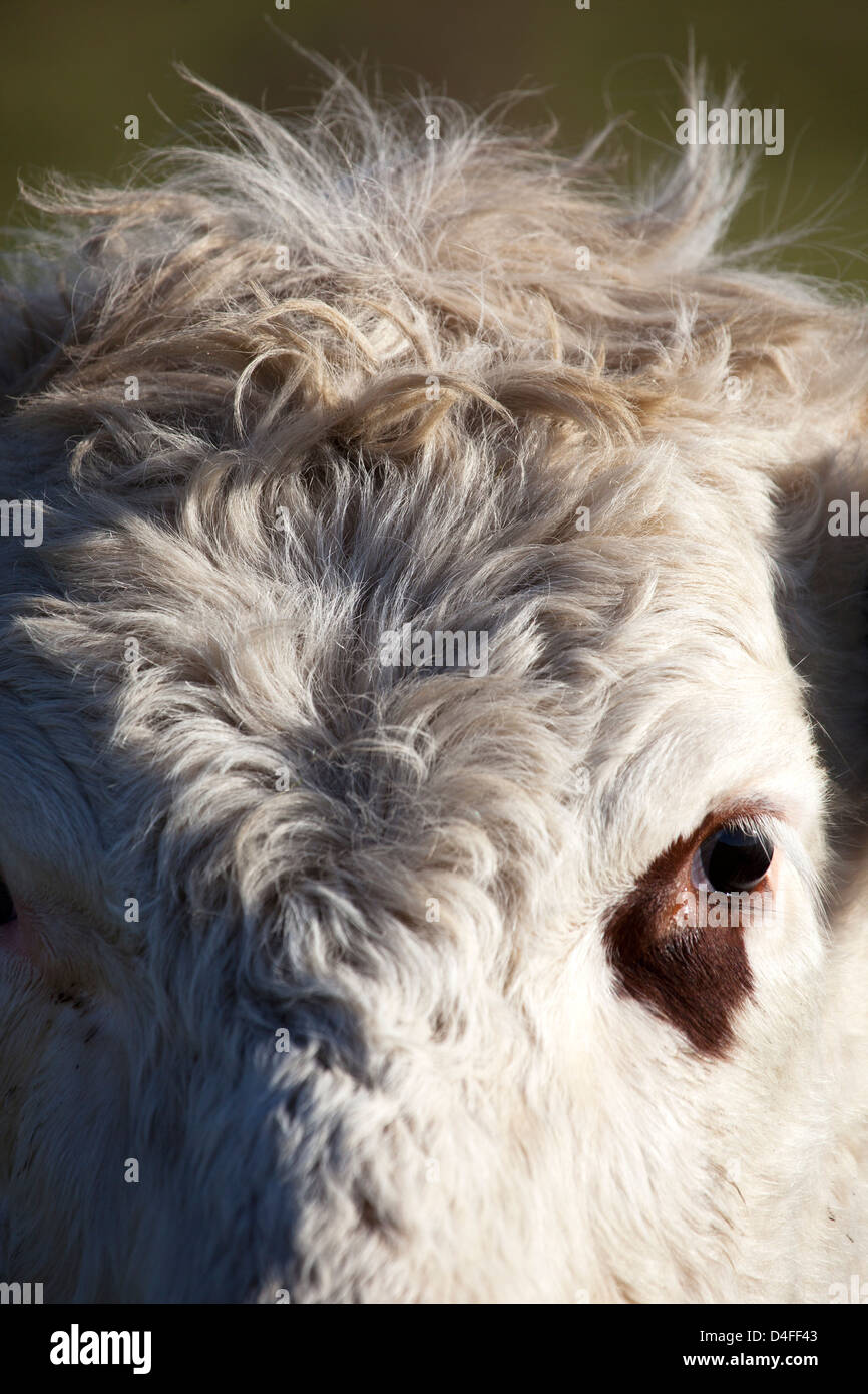 Close-up of Cows Head Stock Photo - Alamy