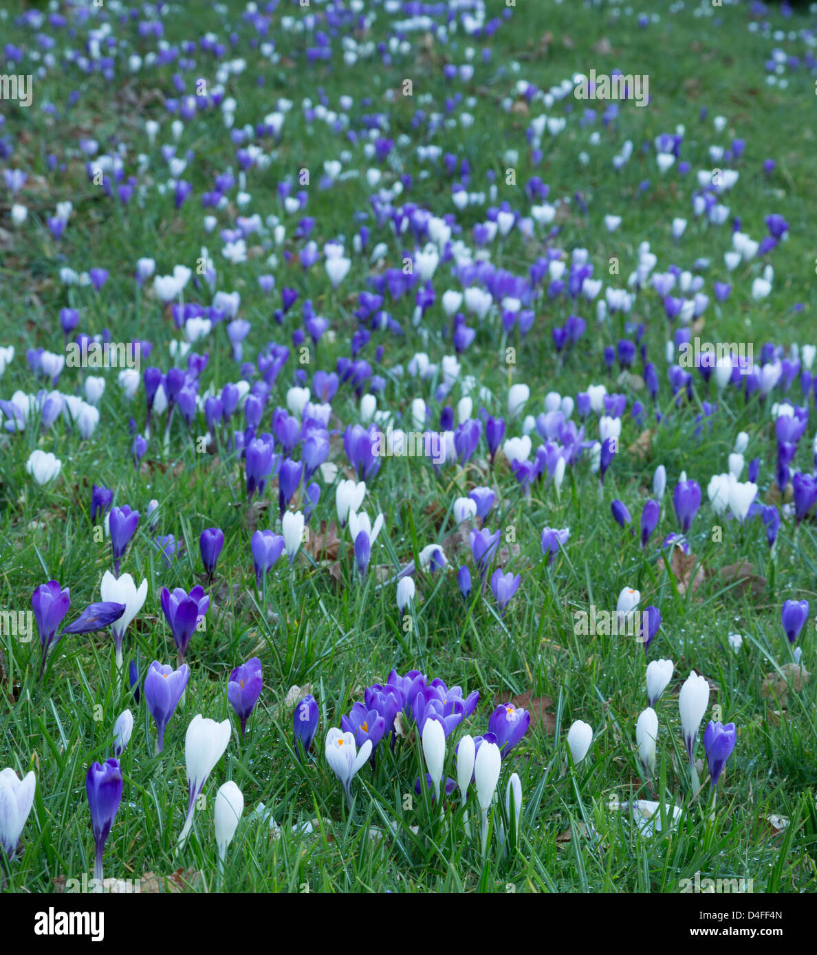 Crocus growing in grass Stock Photo - Alamy