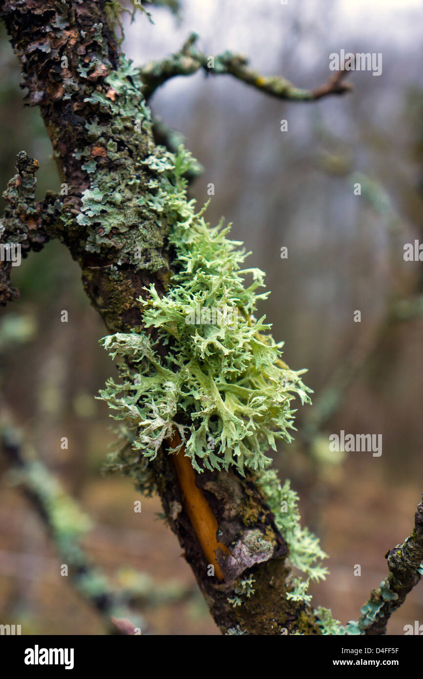 Green lichen hi-res stock photography and images - Alamy