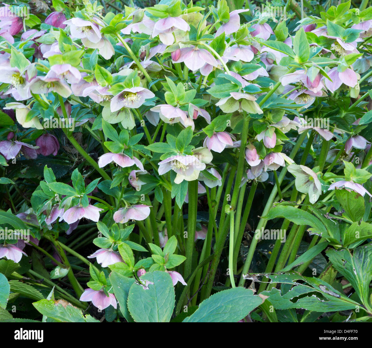 Pale pink christmas rose hellebore Stock Photo - Alamy