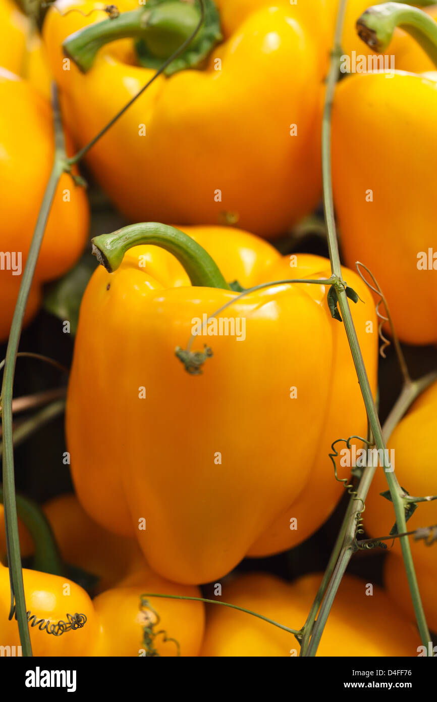 Gemuesepaprika hi-res stock photography and images - Alamy