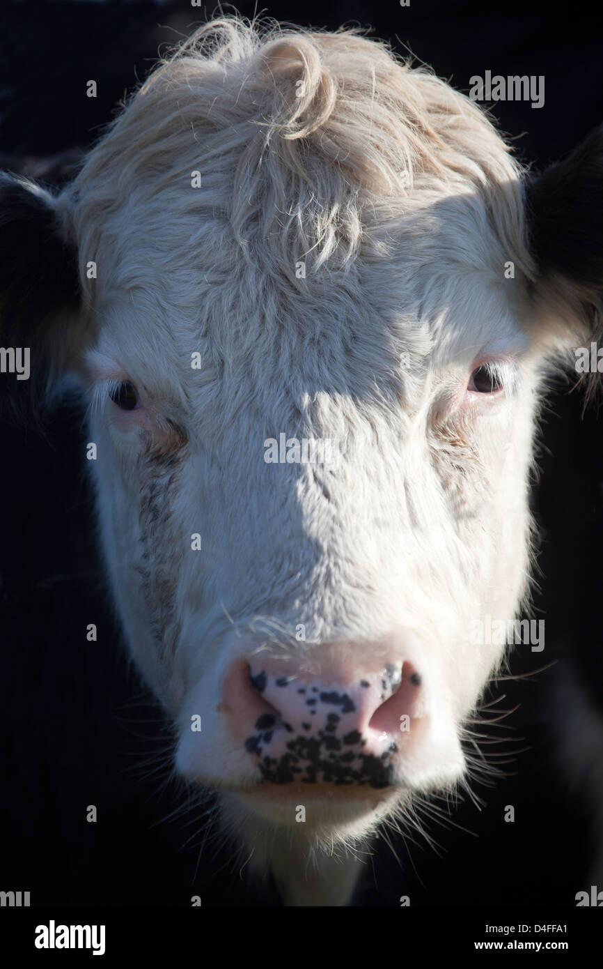 Close-up of Cows Face Stock Photo - Alamy