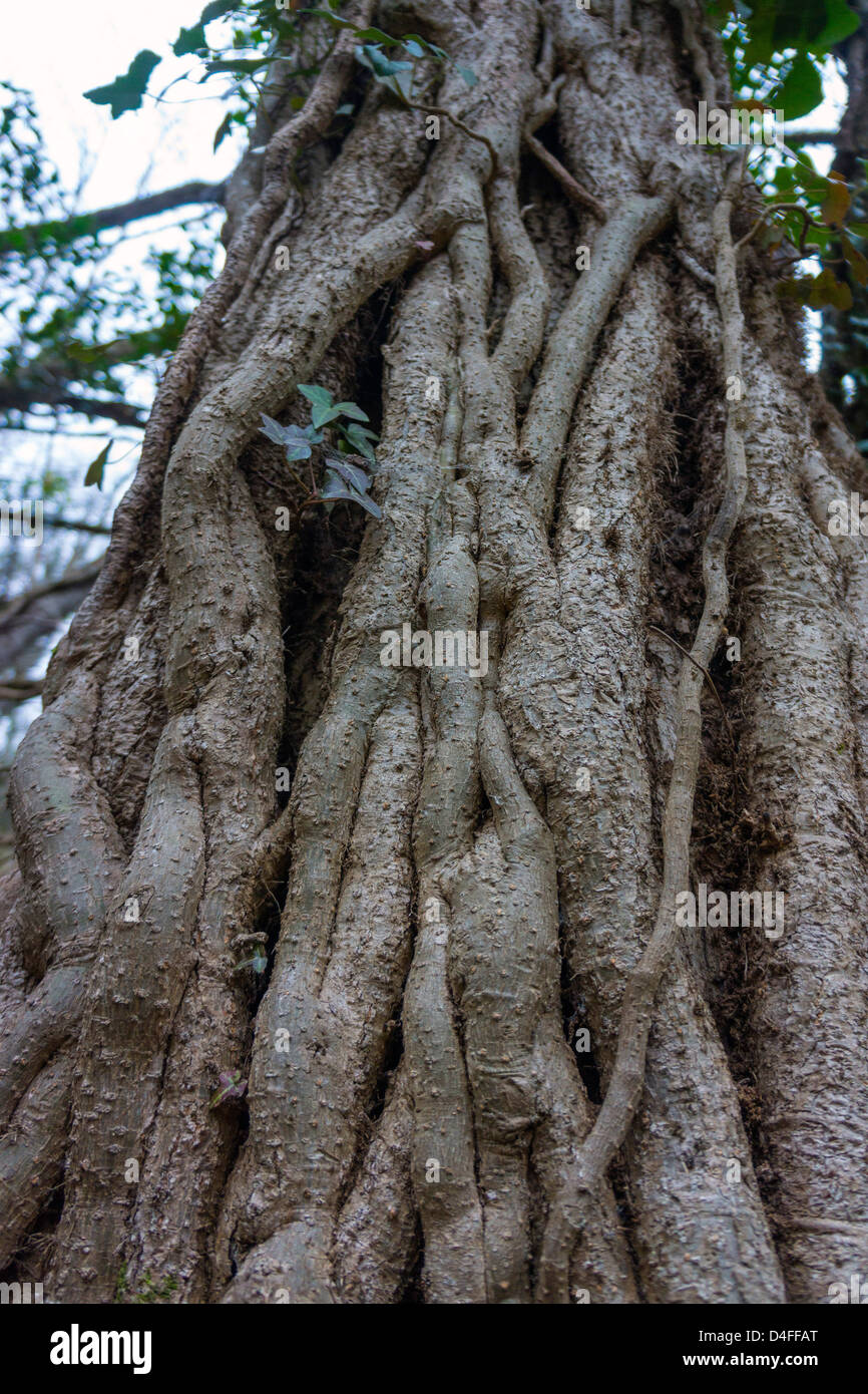 Ivy growing tree trunk hi-res stock photography and images - Alamy
