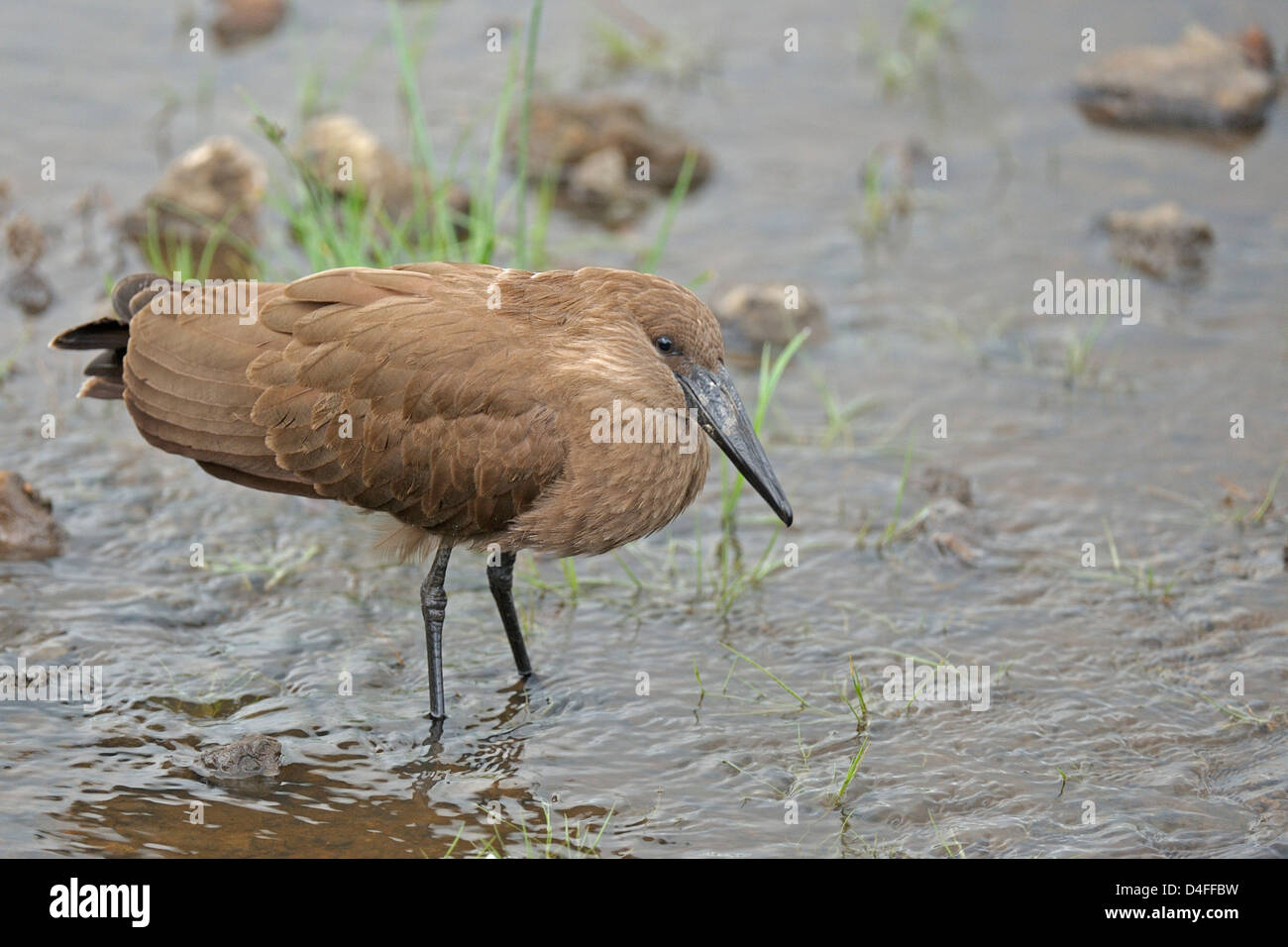 Hamerkop or Hammerhead (Scopus umbretta) bird in Lake Nakuru national ...