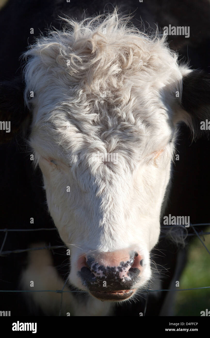 Close-up of Cows Face Stock Photo - Alamy