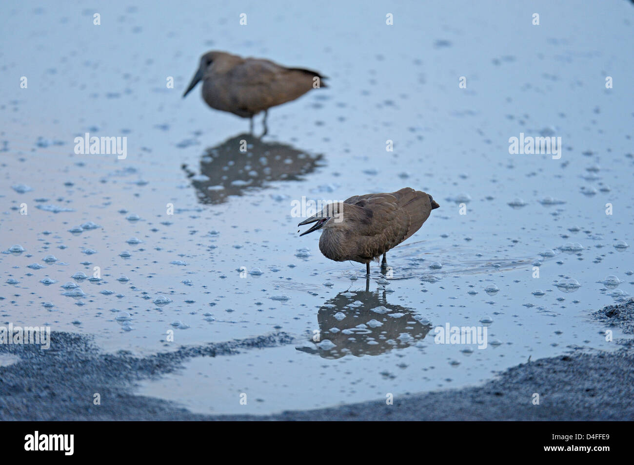 Hamerkop hammerhead scopus umbretta bird hi-res stock photography and ...