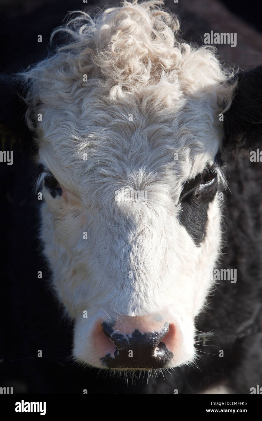 Close-up of Cows Face Stock Photo - Alamy