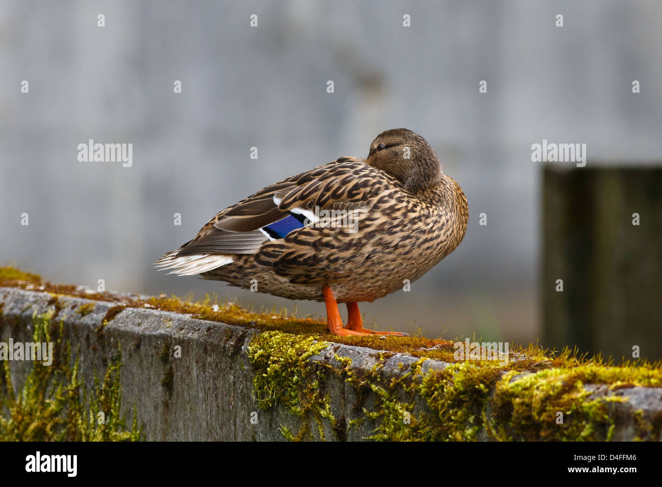 Resting female mallard duck on moss covered wall with head tucked ...