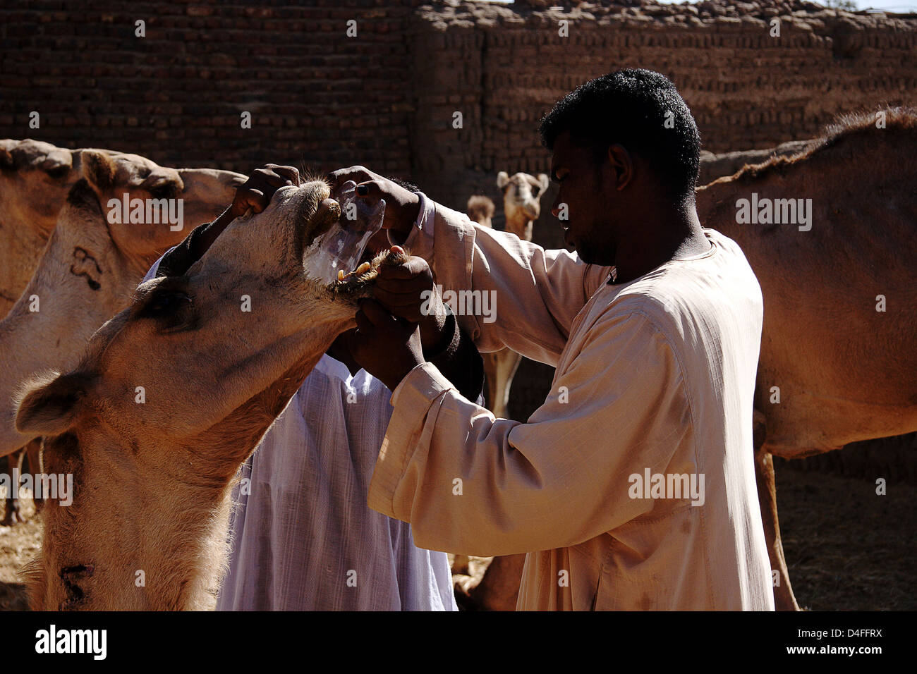 Vet Camel High Resolution Stock Photography and Images - Alamy