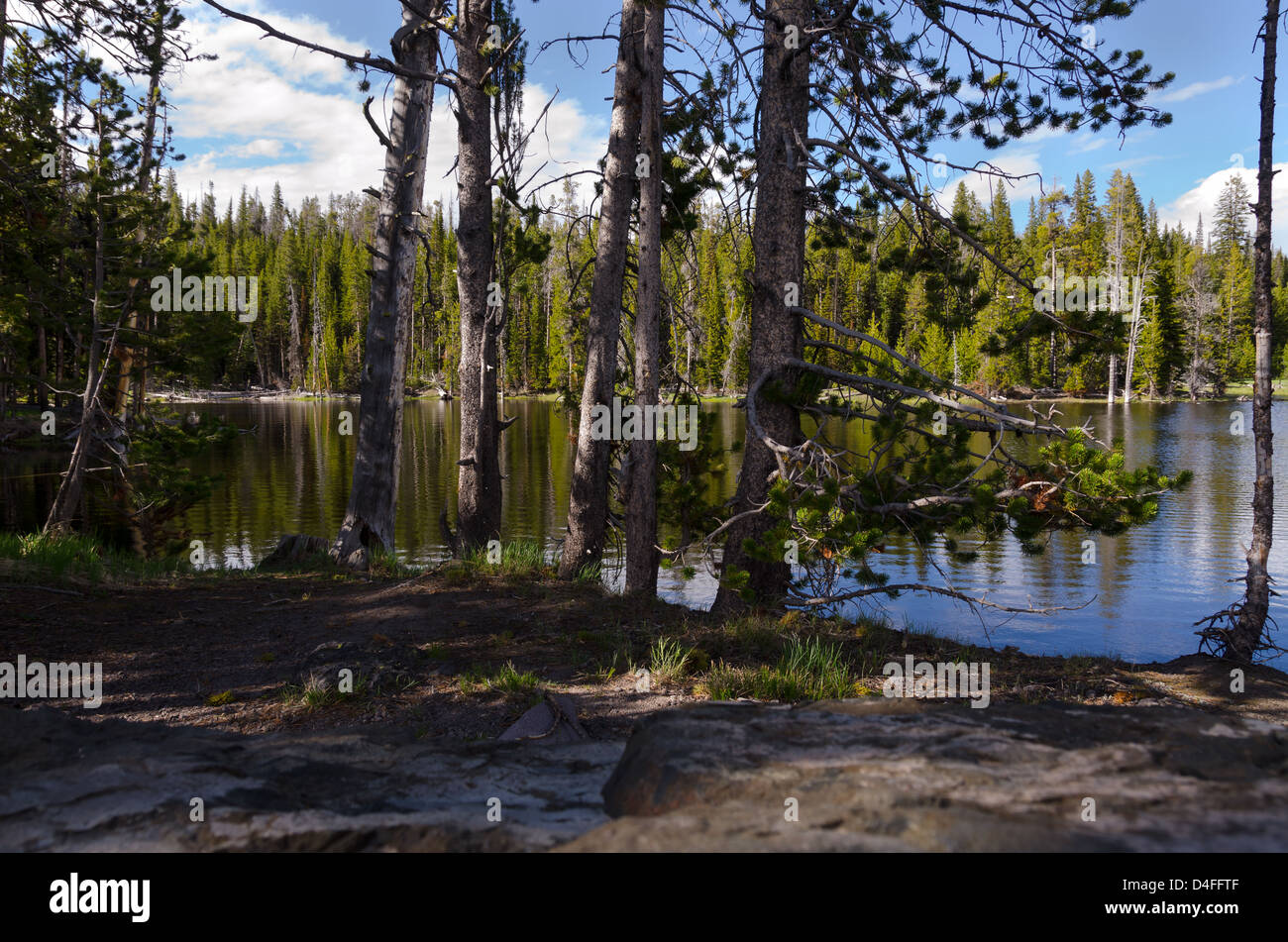 trees on Yellowstone Lake in Yellowstone National Park in Wyoming Stock ...