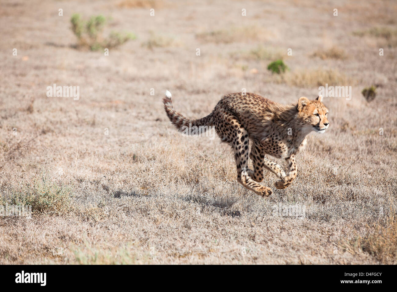 Cheetah prey hi-res stock photography and images - Alamy