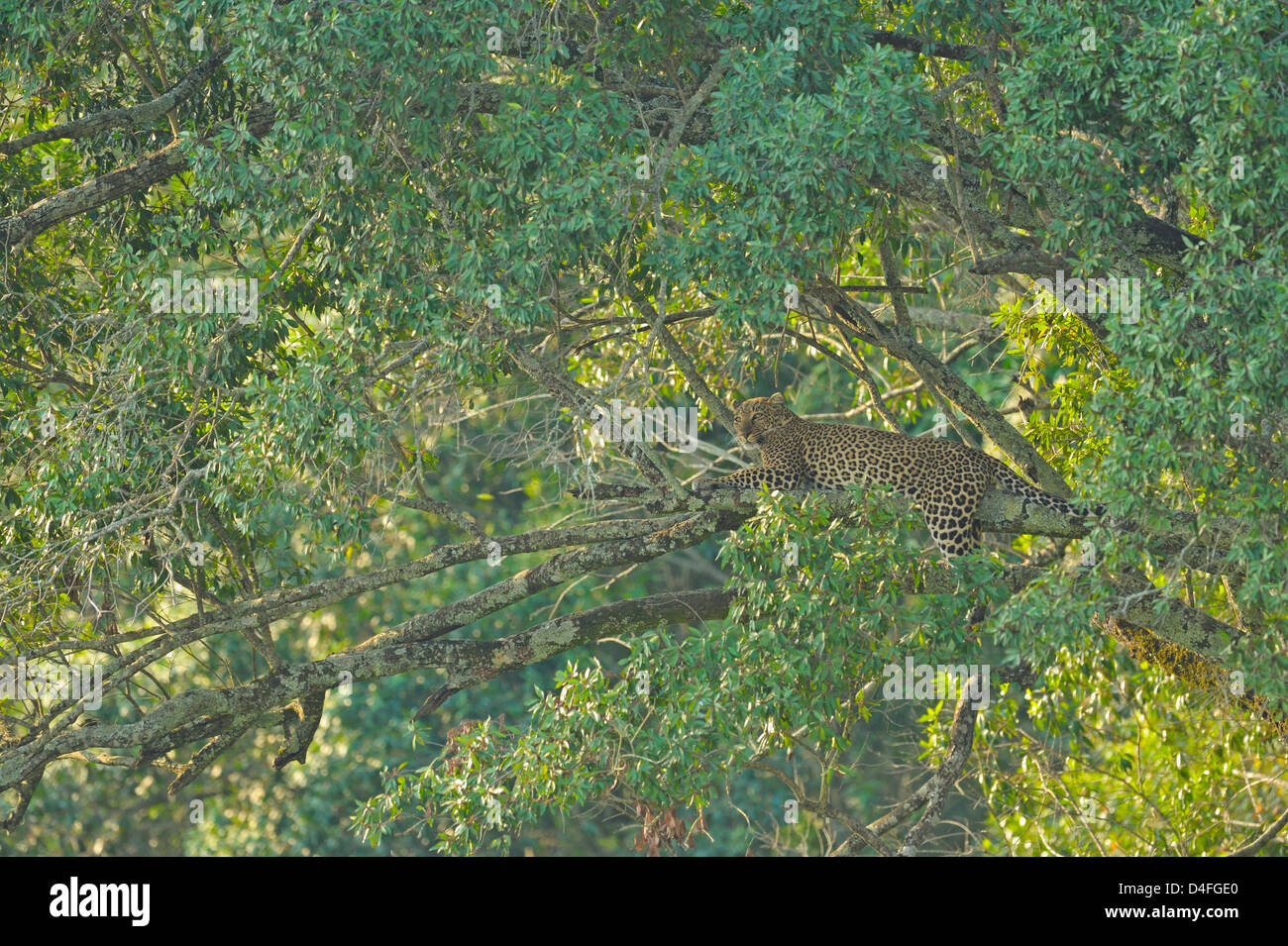 African Leopard (Panthera pardus pardus) resting on the branch of a ...
