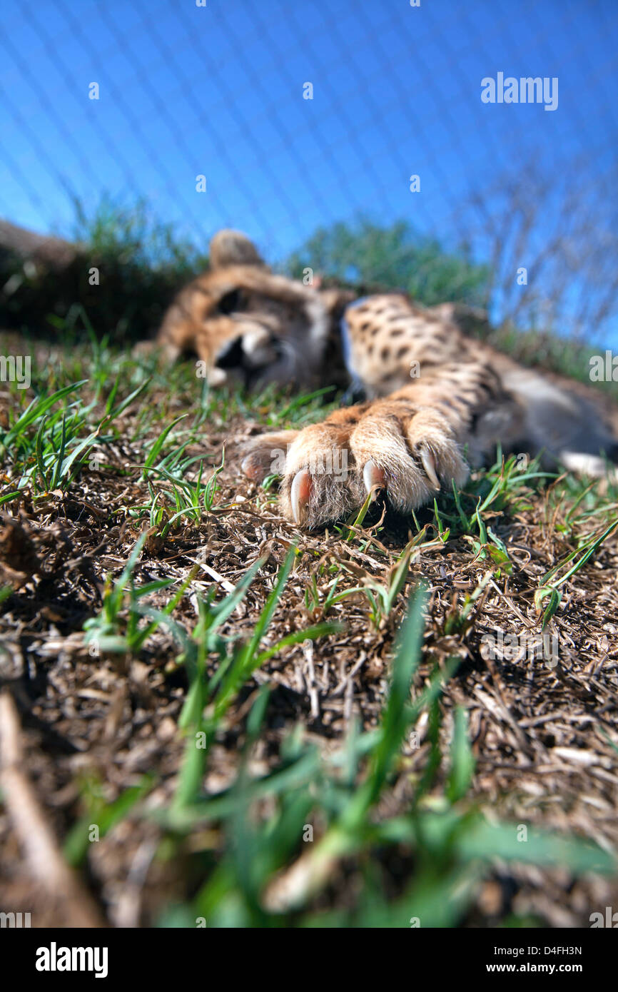 Paw and claws hi-res stock photography and images - Alamy