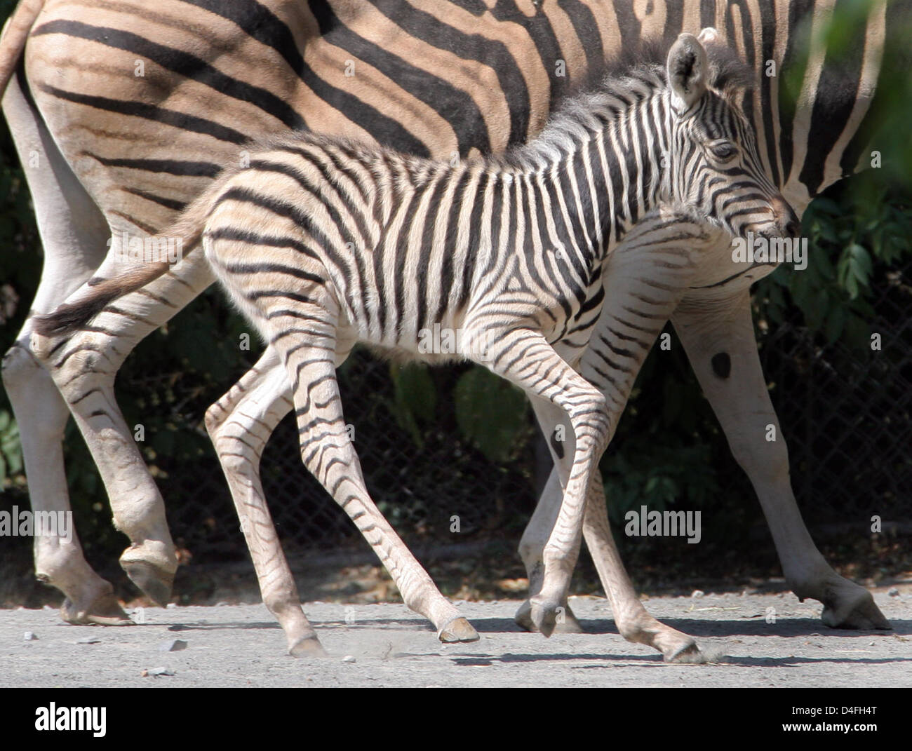 Human Zebras High Resolution Stock Photography and Images - Alamy