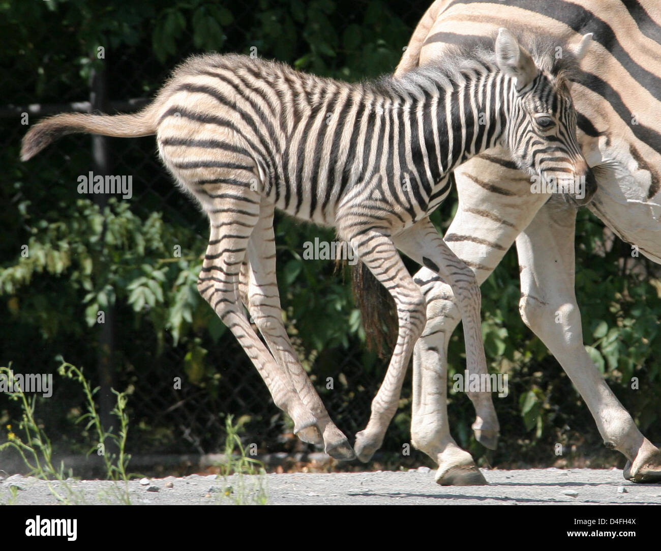 Human zebras hi-res stock photography and images - Alamy