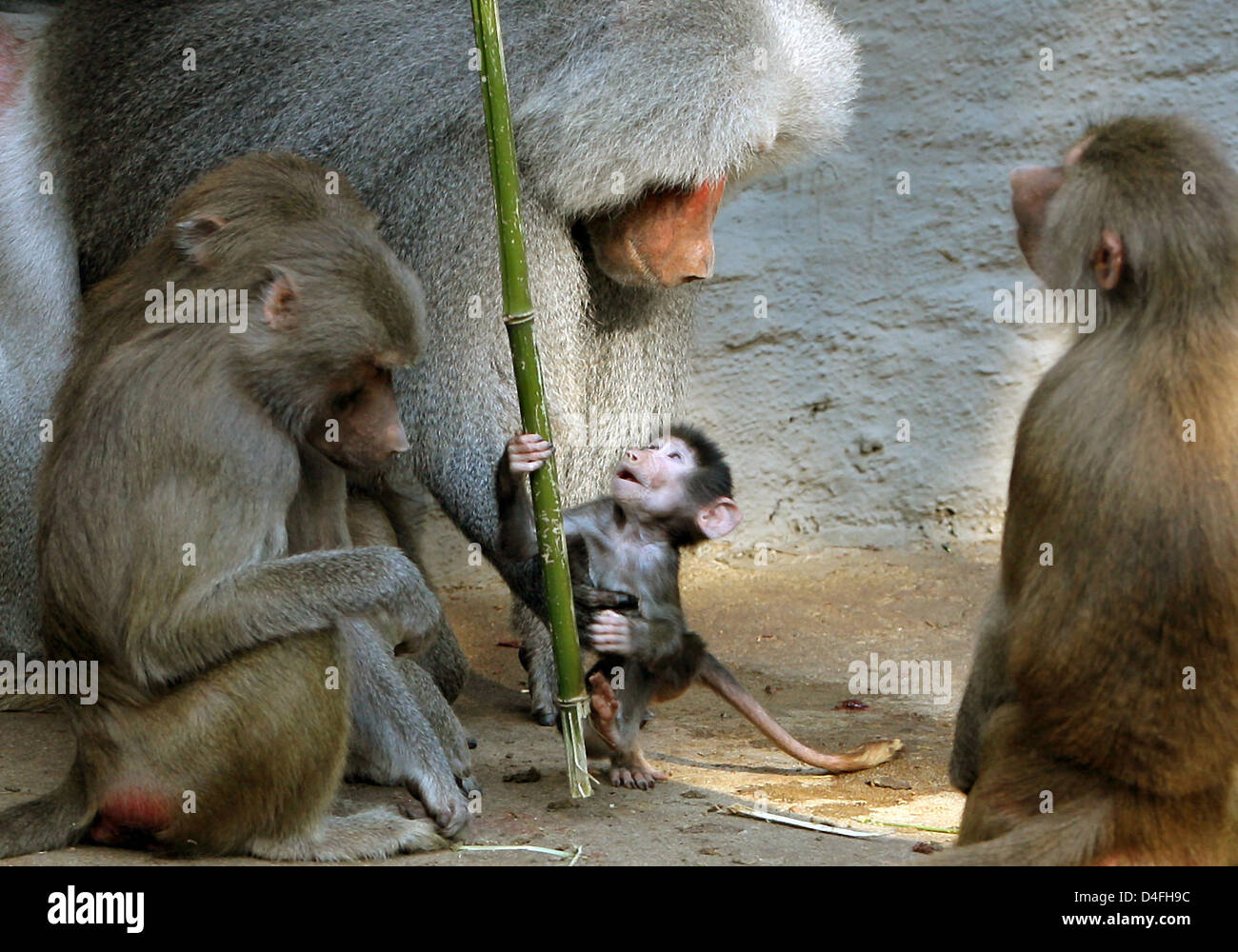Watched by his family a young baboon tries to climb a bamboo pole at ...