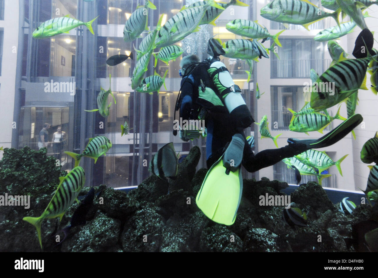 Divers clean the AquaDome aquarium in Berlin, Germany, 7 August 2008 ...