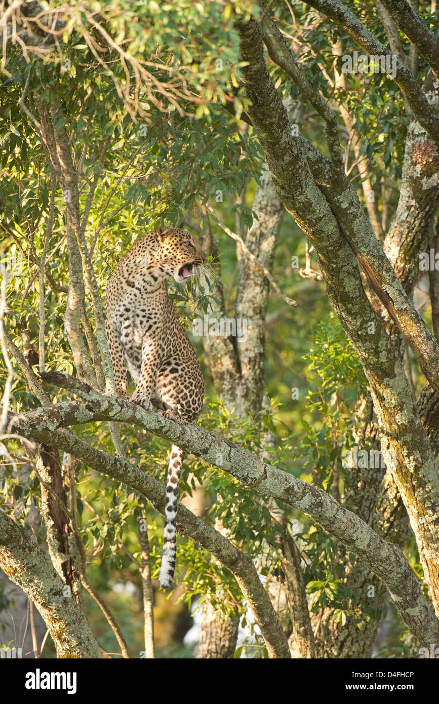 African Leopard (Panthera pardus pardus) sittting on the branch of a ...