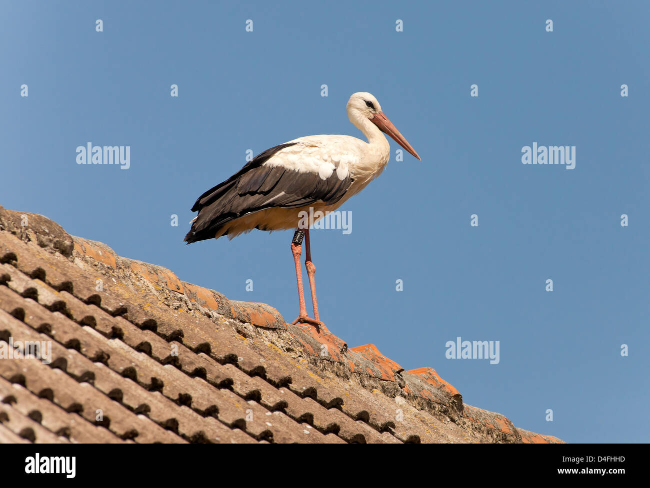 Stork village ruhstadt hi-res stock photography and images - Alamy