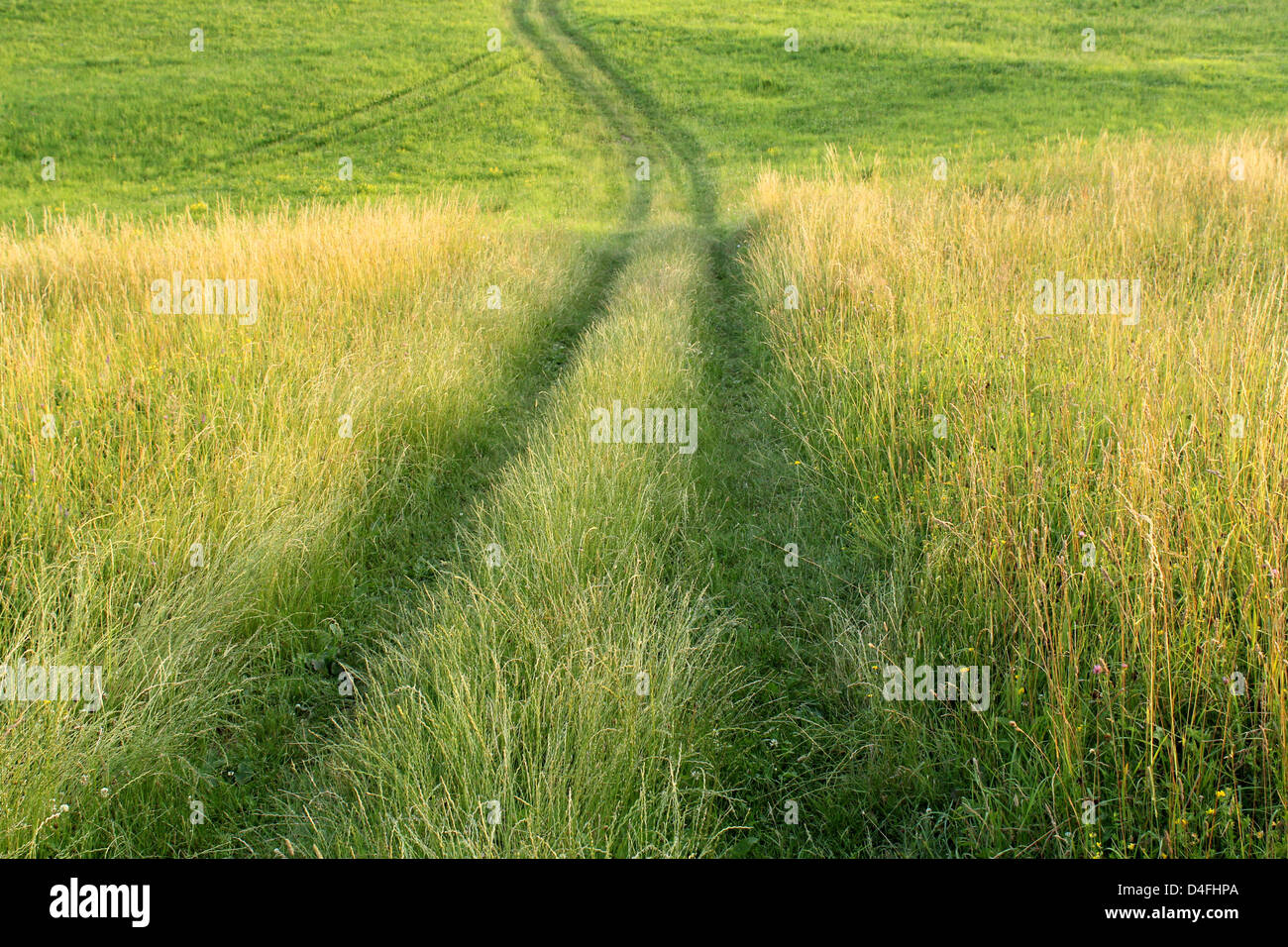 green field and path Stock Photo - Alamy