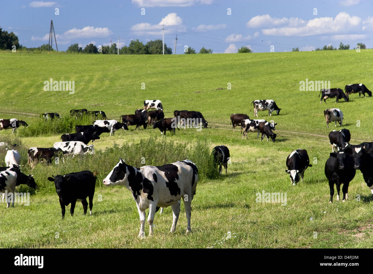 Cows on the meadow Stock Photo - Alamy
