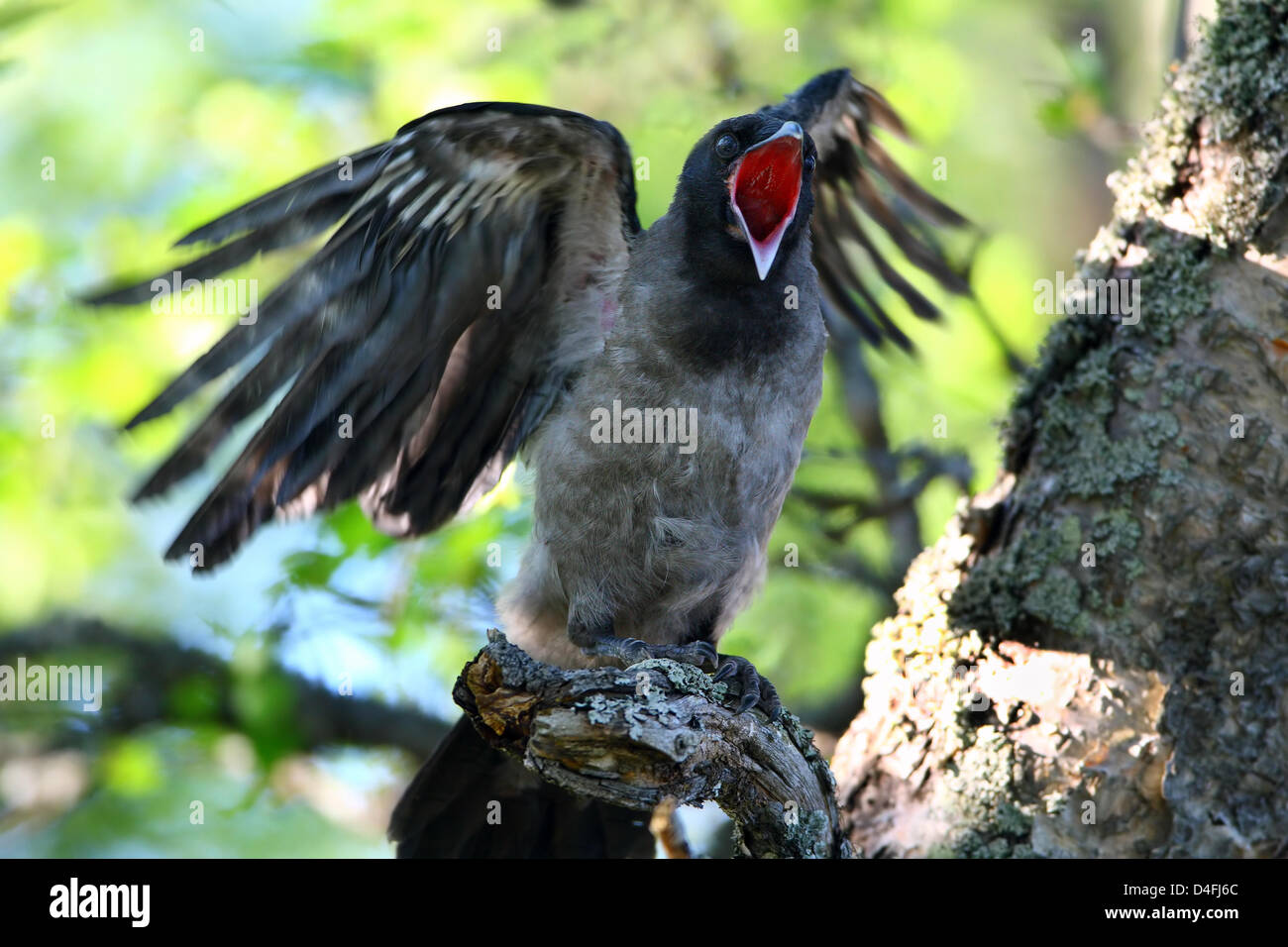 Crow corvus cornix norway hi-res stock photography and images - Alamy