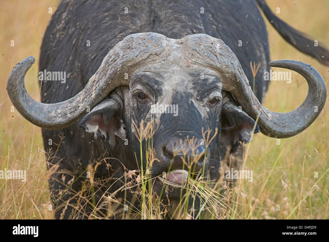 Buffalo eyes hi-res stock photography and images - Alamy