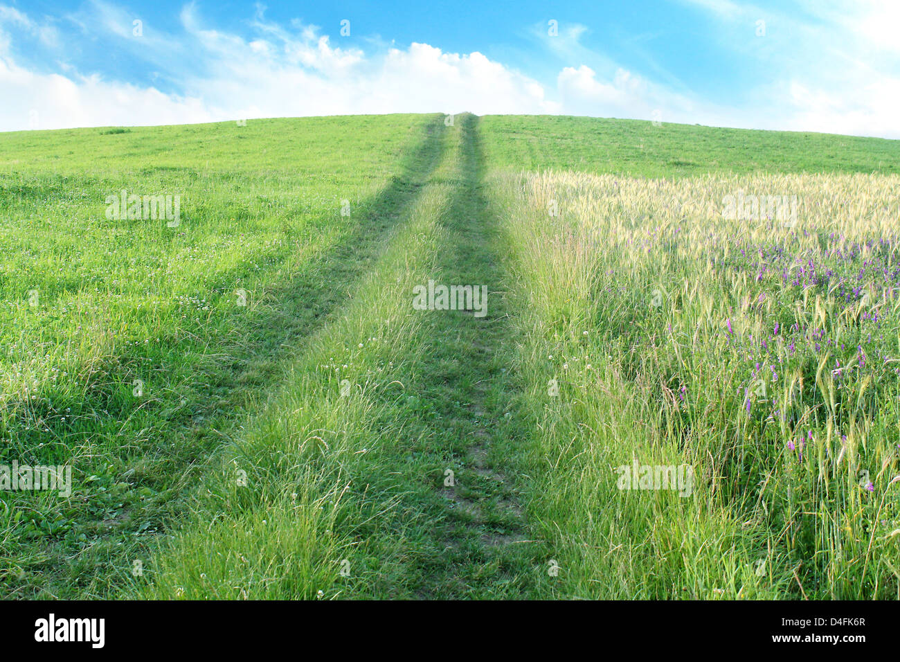 Grass path across field hi-res stock photography and images - Alamy