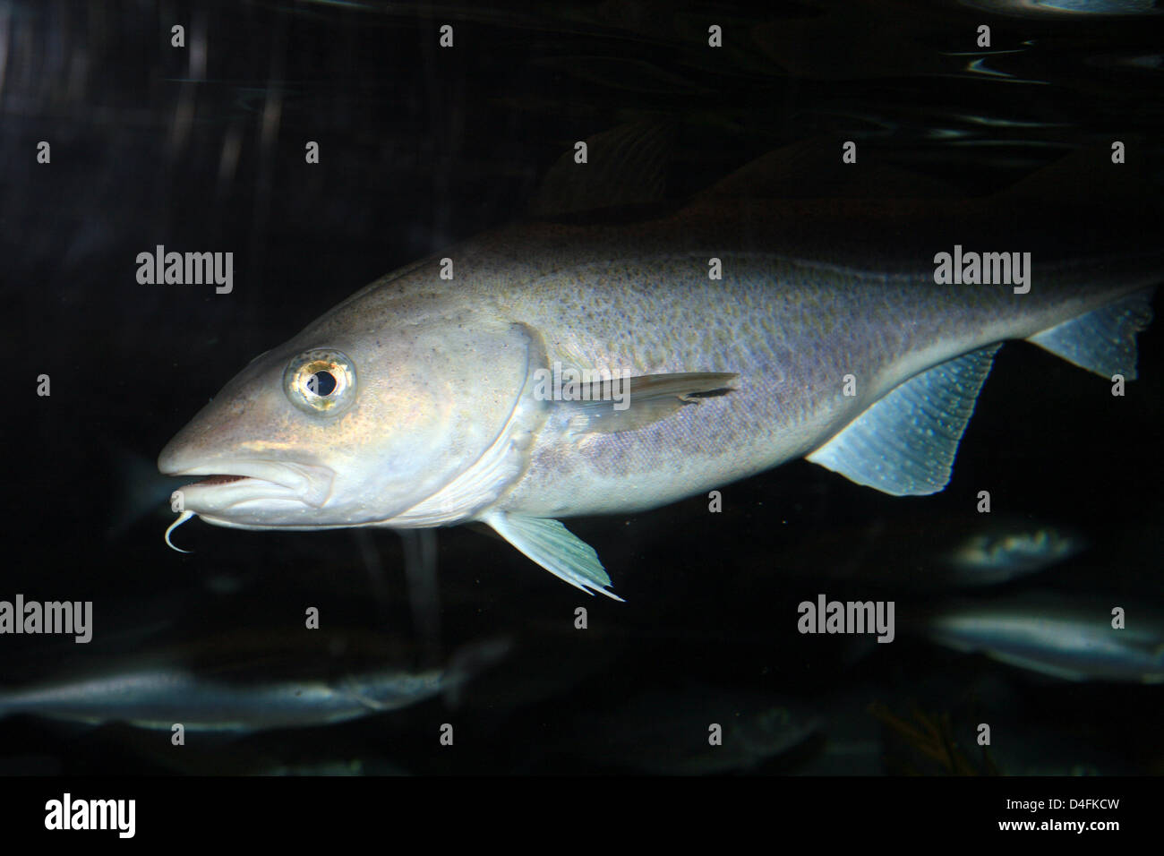 (dpa file) - A cod (lat.: Gadus morhua) seen at 'Polaria' aquarium near ...
