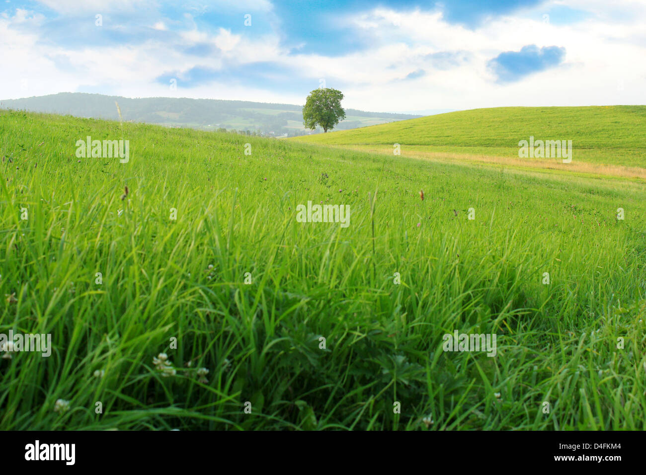 green grass field and one tree, Poland Stock Photo - Alamy