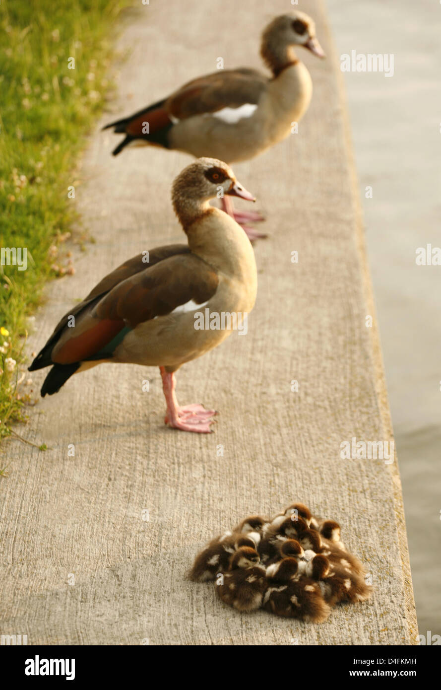 Ten little Egyptian geese chicks (lat.: Alopochen aegyptiacus) cuddle ...