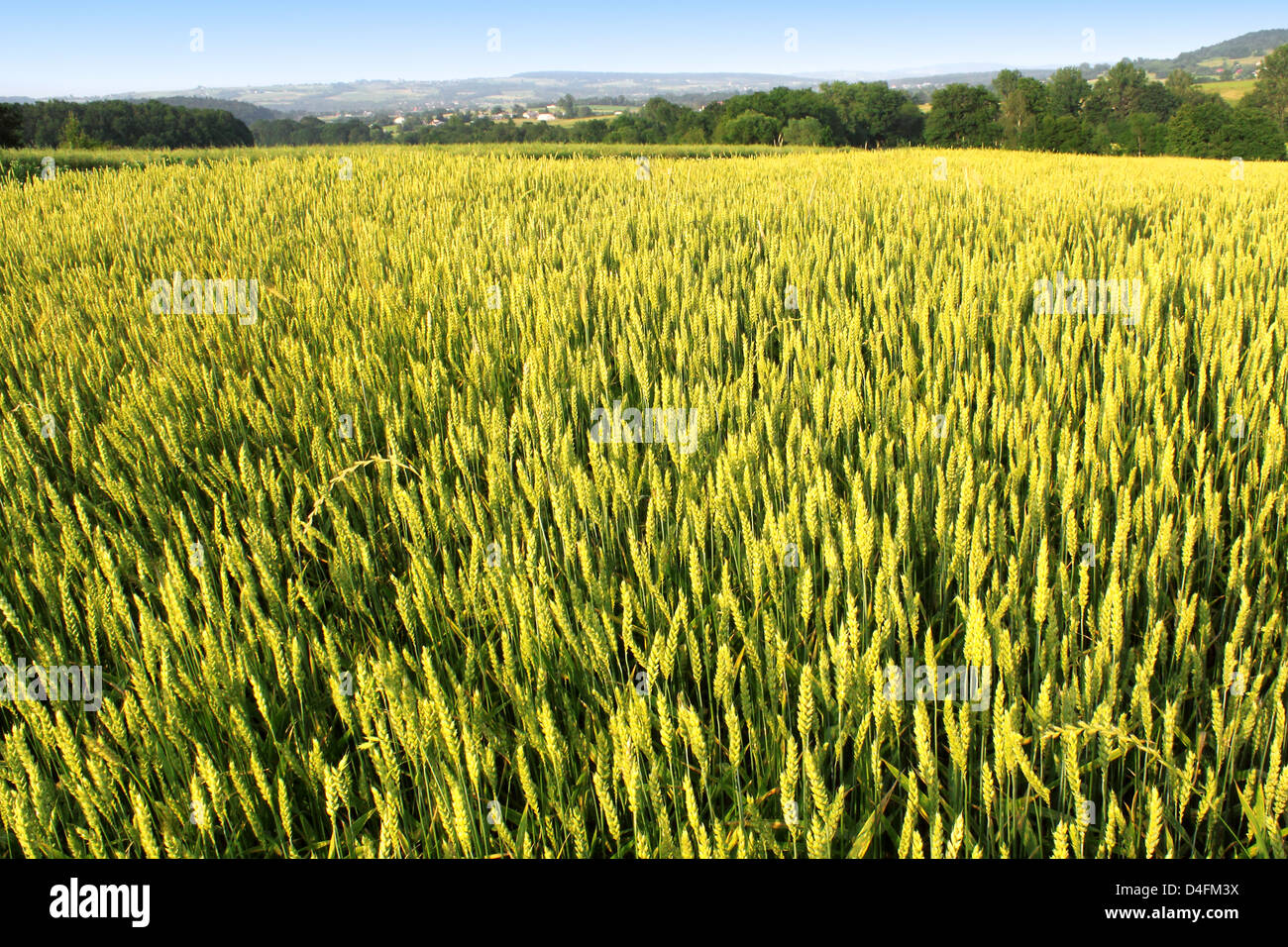 Beautiful view wheat plants hi-res stock photography and images - Alamy