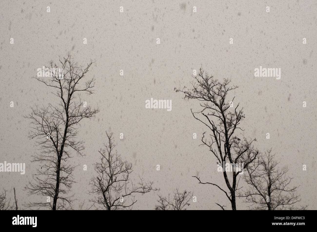 Big snowing hi-res stock photography and images - Alamy