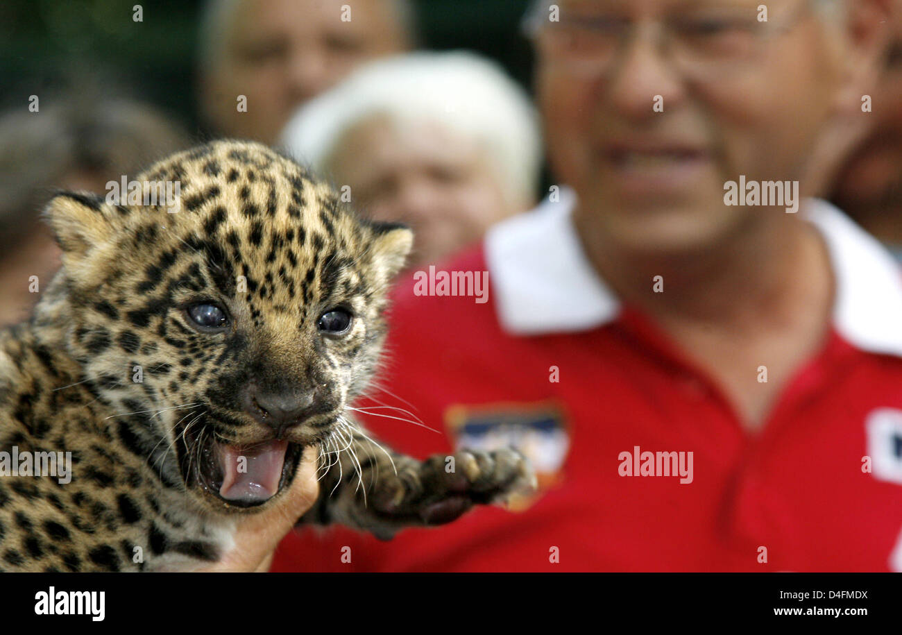 Jaguar baby 'Shakira', one of five newborn jaguars, is for the first ...