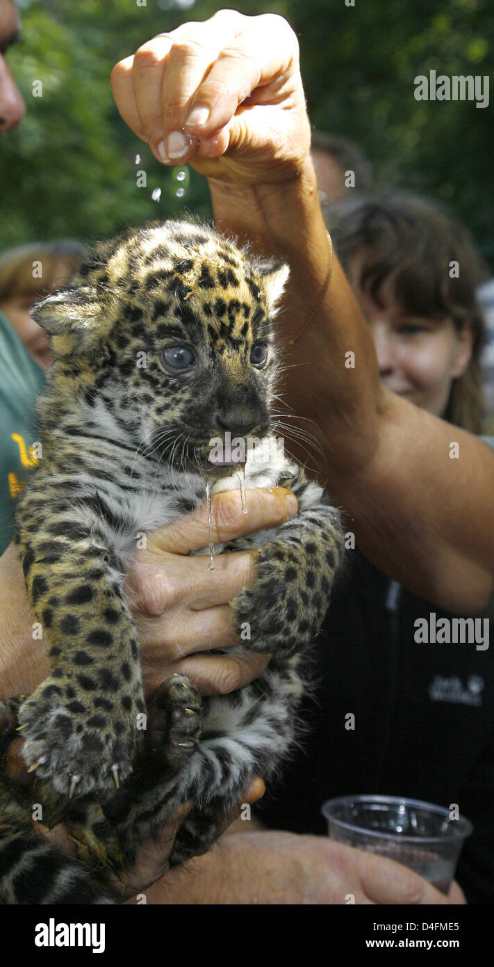 Jaguar baby 'Sharif', one of five newborn jaguars, is for the first ...