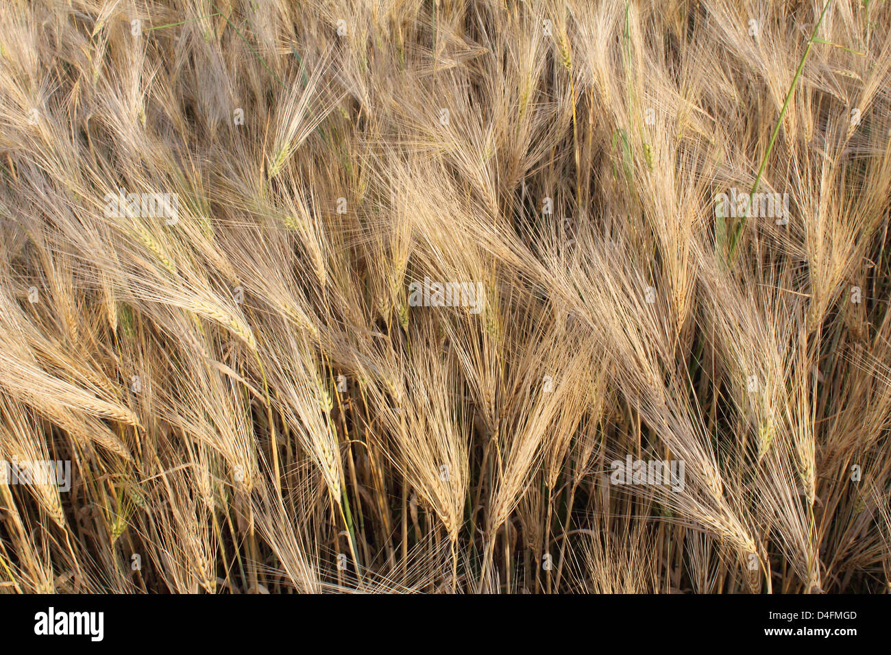 closeup of barley field Stock Photo - Alamy