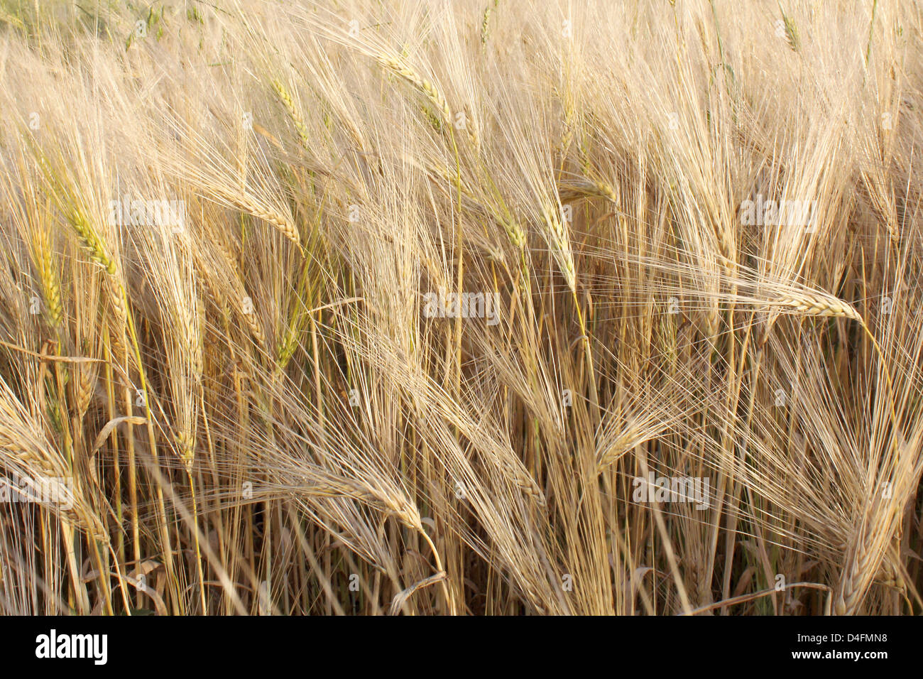 closeup of barley field Stock Photo - Alamy
