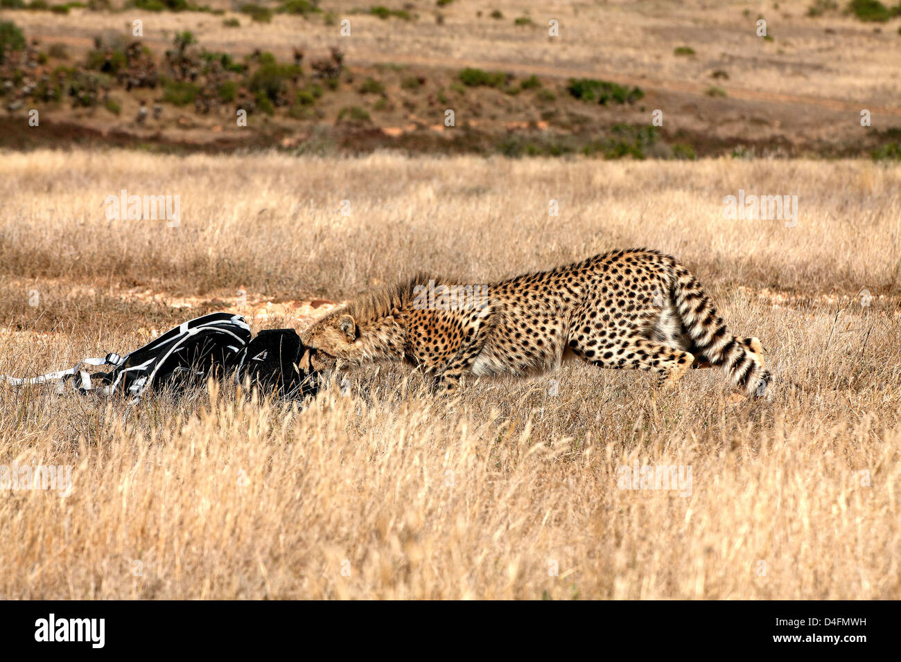 Curious cheetah 1 Stock Photo - Alamy