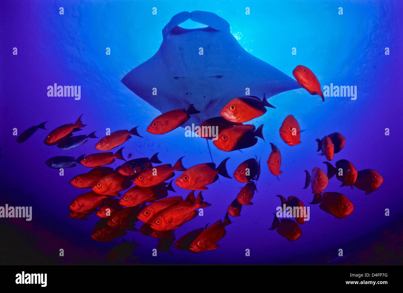 Manta with red fish Stock Photo - Alamy