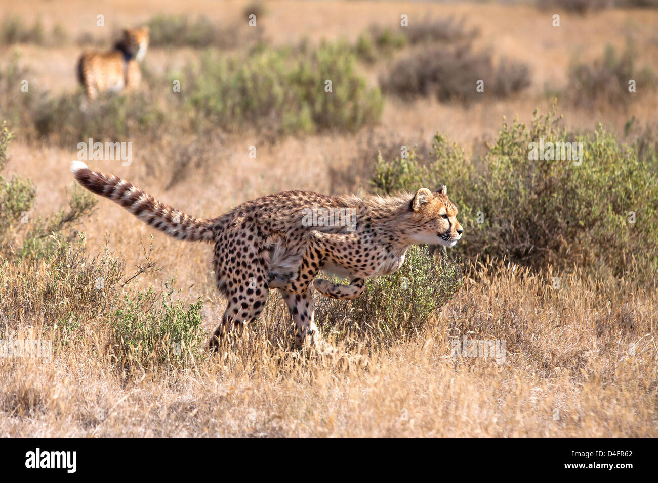 Cheetah sprinting hi-res stock photography and images - Alamy