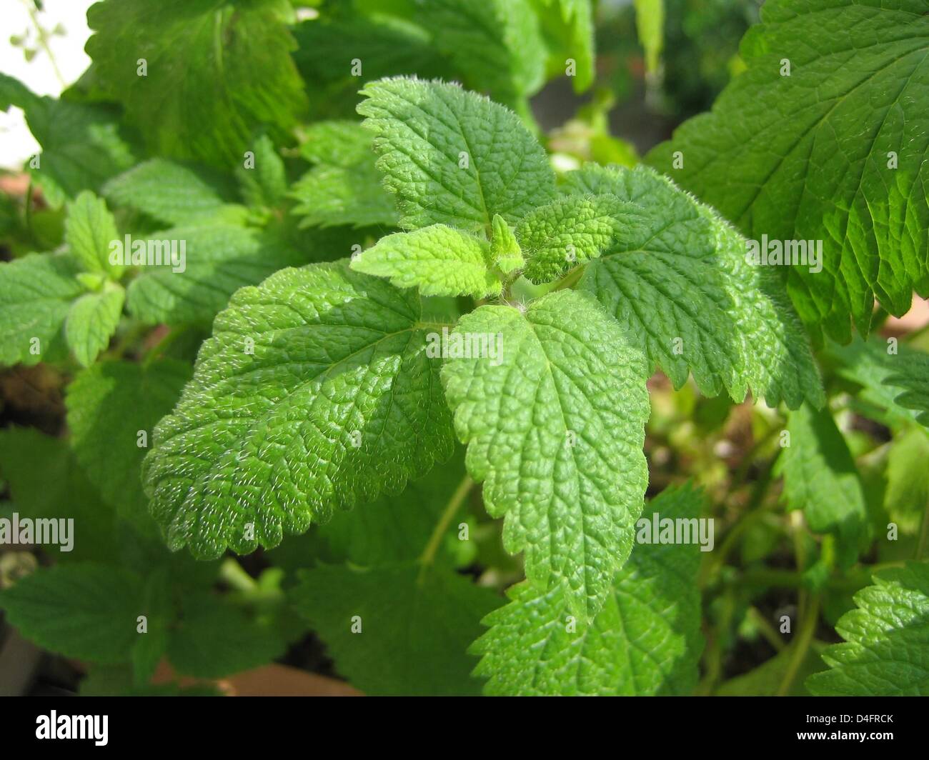 A melissa plant (lat.: Melissa officinalis) depicted in Frankfurt Main ...