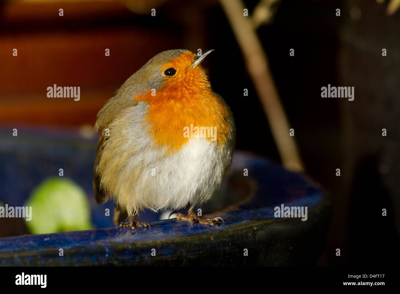 Robin on plant pot in winter sun Stock Photo - Alamy