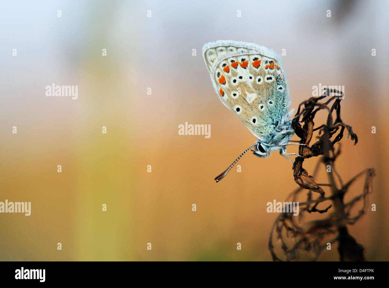 Blue butterfly wing close up macro hi-res stock photography and images ...