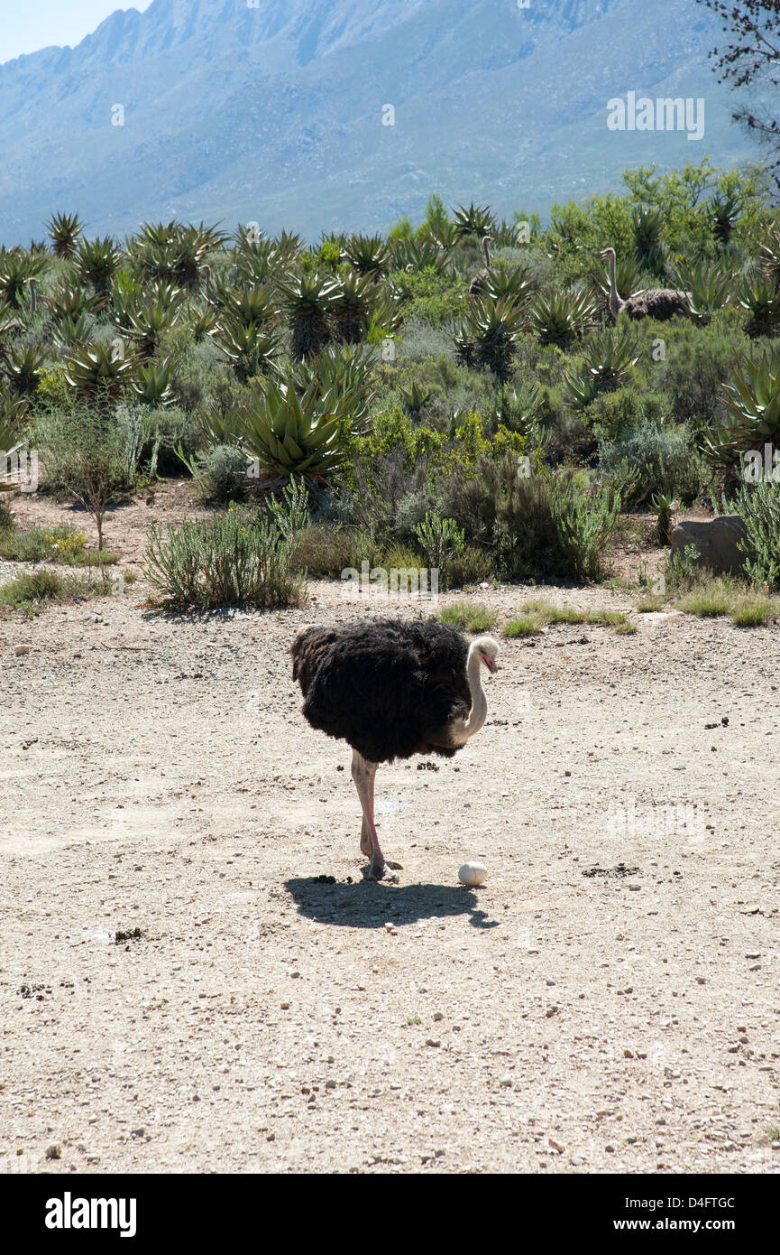 Ostrich in the Karoo region near Oudtshoorn South Africa ostriches farm ...