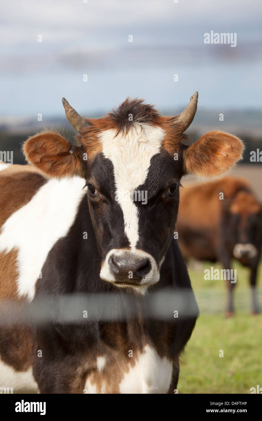 Cow cows head staring hi-res stock photography and images - Alamy