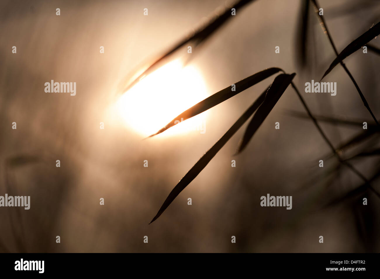 Sunset bamboo hi-res stock photography and images - Alamy